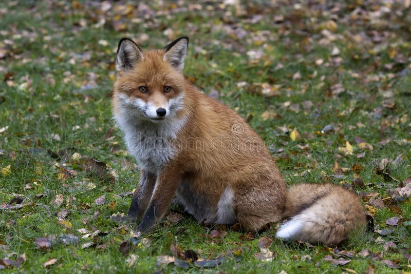 Renard Rouge Sur La Pelouse Image stock - Image of animal, prédateur ...