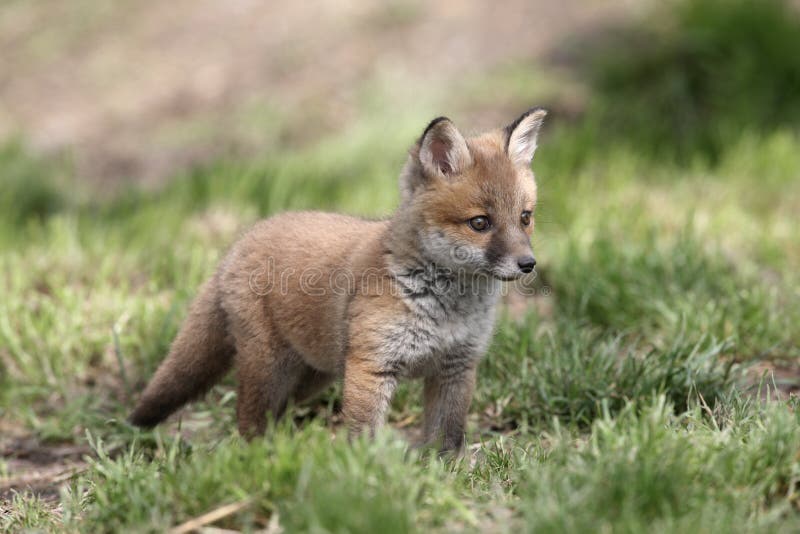 Renard Rouge, Vulpes De Vulpes Photo stock - Image du museau, faune ...