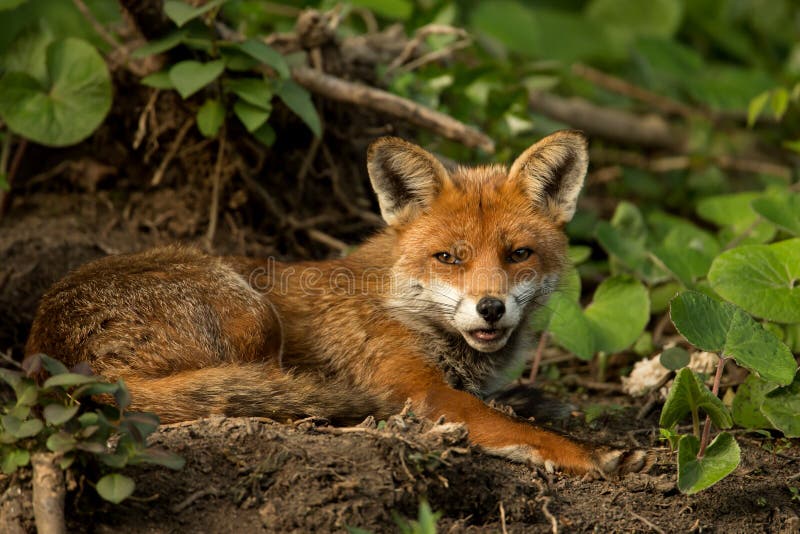 Renard Rouge Cazorla Et Réserve Naturelle De Segura Espagne Photo stock ...