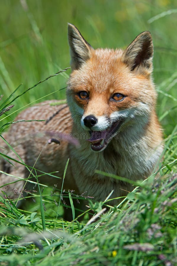Renard Rouge (vulpes De Vulpes) Image stock - Image du renarde, canin ...