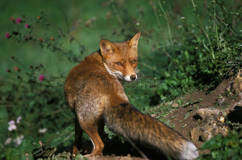 RENARD ROUX vulpes imagem de stock. Imagem de vista - 170482011