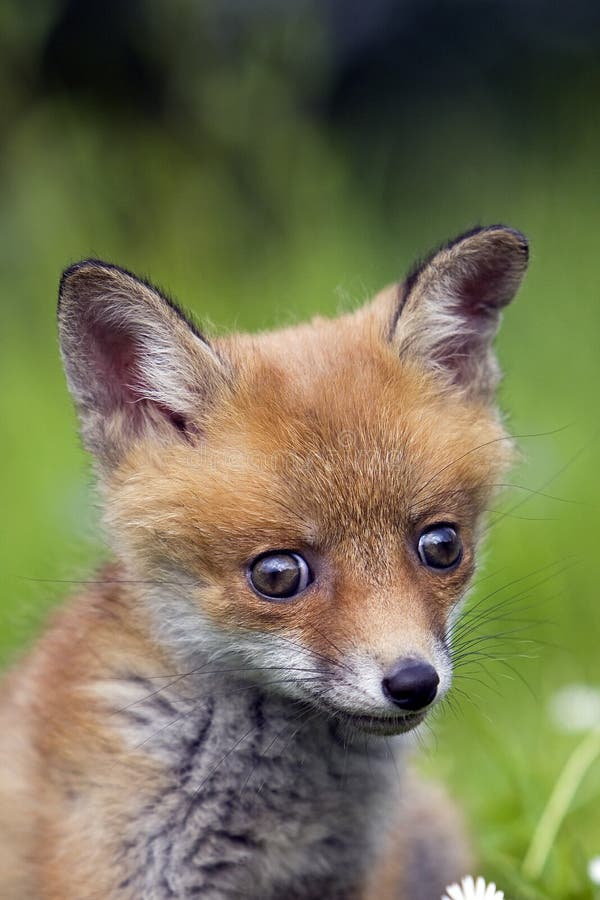 RENARD ROUX vulpes vulpes stock photo. Image of head - 171477892