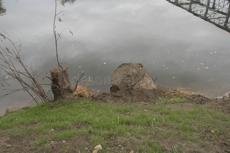 214 Damaged Ecosystems Stock Photos - Free & Royalty-Free Stock Photos ...