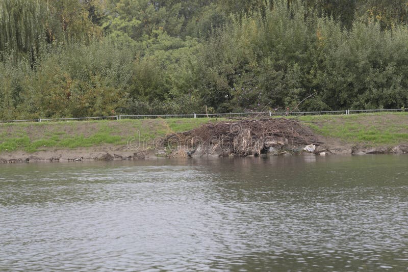 Renaturation or Ecological Restoration in Damaged Ecosystems Stock ...