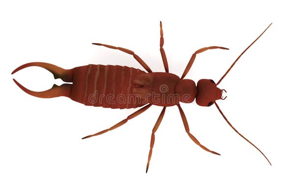 Earwig Stock Illustrations – 1,490 Earwig Stock Illustrations, Vectors ...