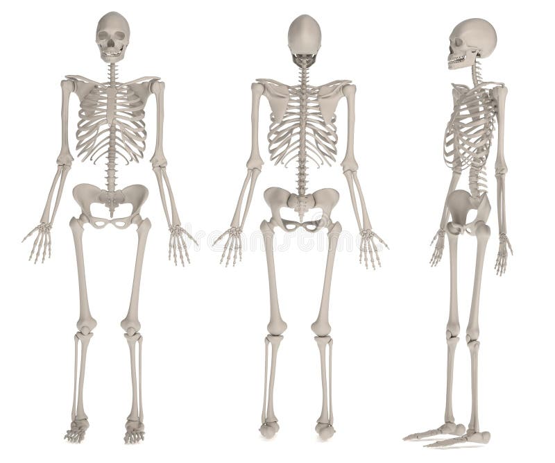 Render of female skeleton stock illustration. Illustration of bones ...
