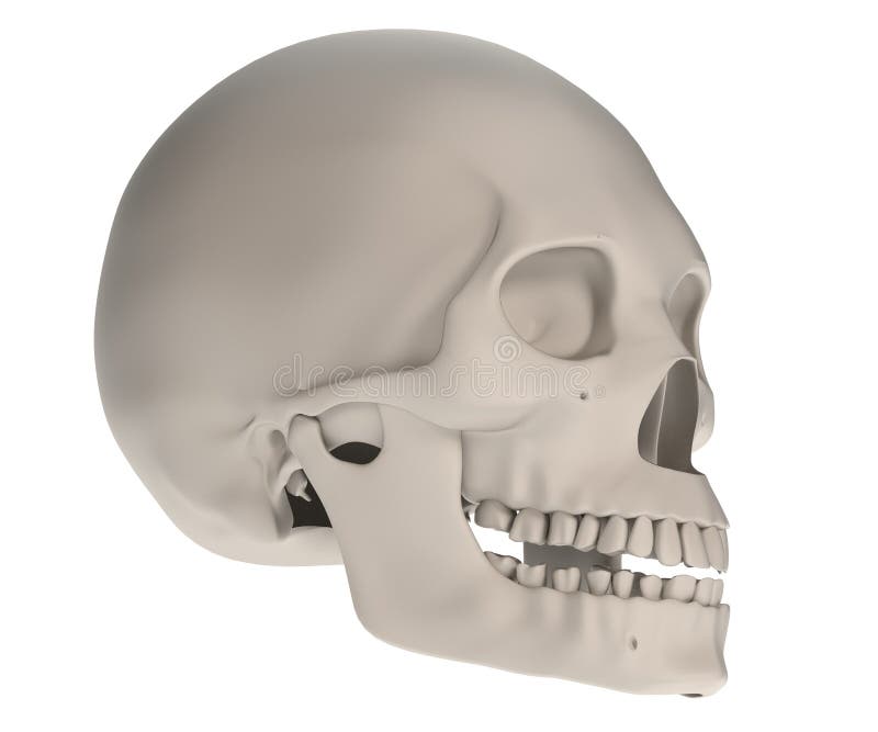 Render of female skull stock illustration. Illustration of skull - 36096095