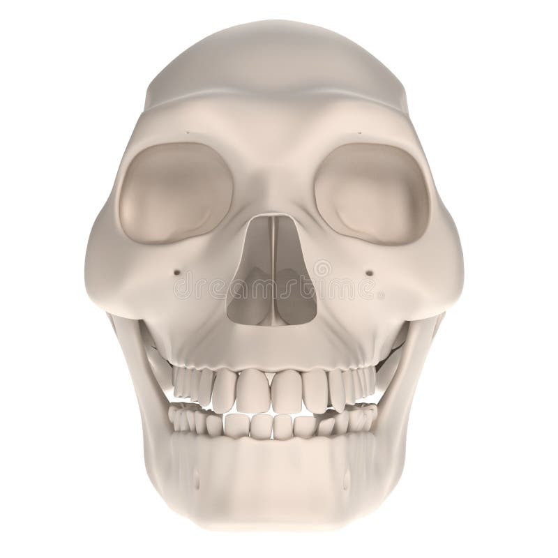 Erectus stock illustration. Illustration of medicine - 10635614