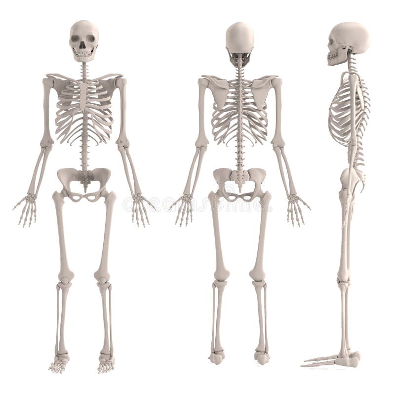 3d Render of Skeleton Skull Bone Joints Maxilla Anatomy Stock ...