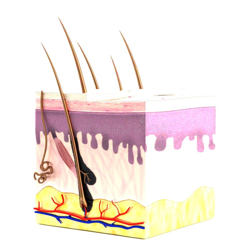 Skin anatomy stock illustration. Illustration of medical - 70705416