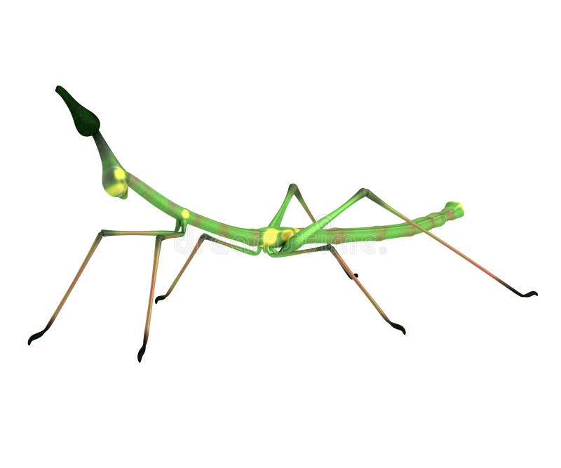 Render of stick insect stock illustration. Illustration of animal ...
