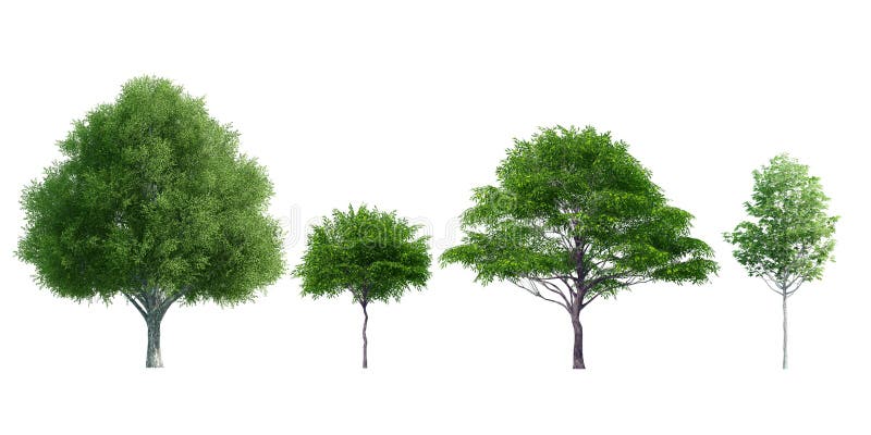 Render Trees Isolated on White Background Stock Illustration ...