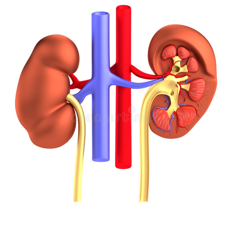 Render of urinary system stock illustration. Illustration of graphics ...