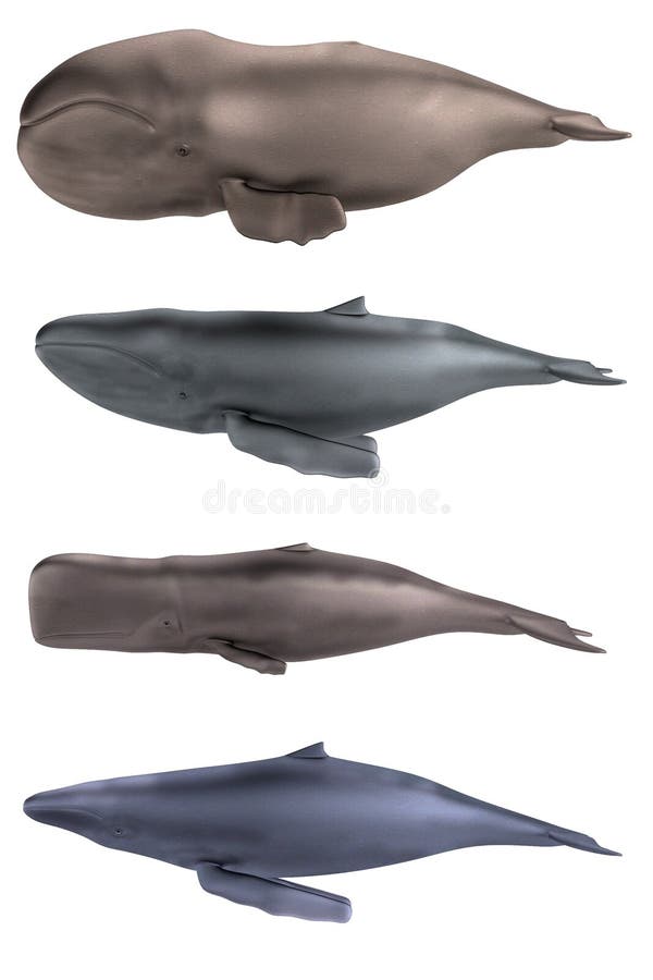Realistic Whales Stock Illustrations – 194 Realistic Whales Stock ...