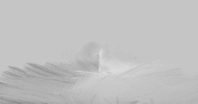 Render with White Feather, Soft Focus Stock Illustration - Illustration ...
