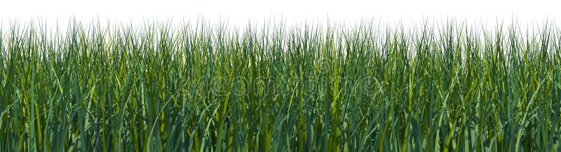 Reeds stock image. Image of plan, reed, reeds, vegatation - 62135