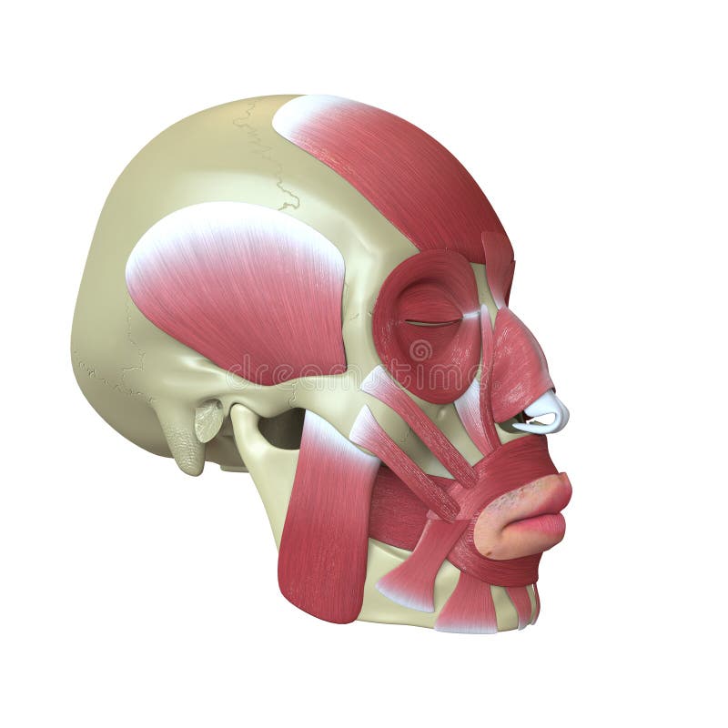 Rendered Human Skull with Muscles Stock Illustration - Illustration of ...