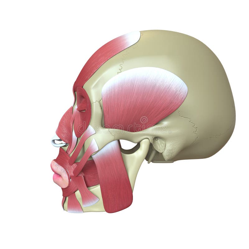 Rendered Human Skull With Muscles Stock Illustration - Illustration of ...