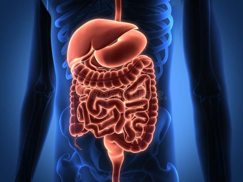 Rendering Intestinal Internal Organs Stock Illustration - Illustration ...