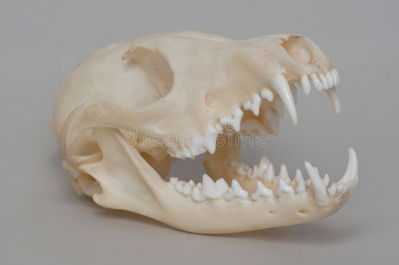 Rendering of naked fox skull., Rendering of naked fox skull, trophy