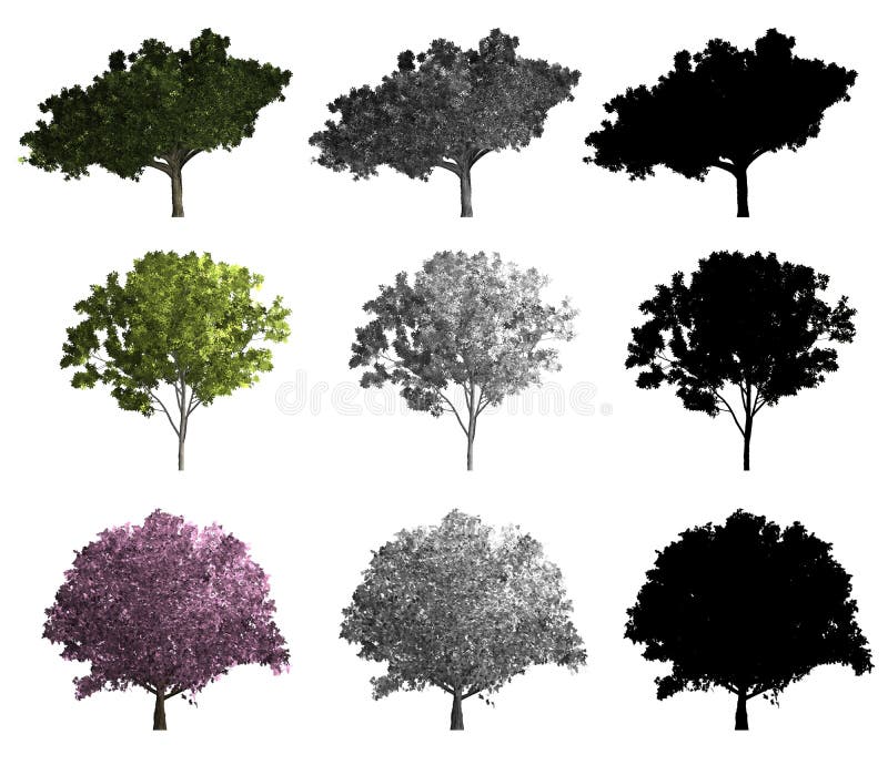 Rendering of Three Different Kinds of Trees Stock Illustration ...