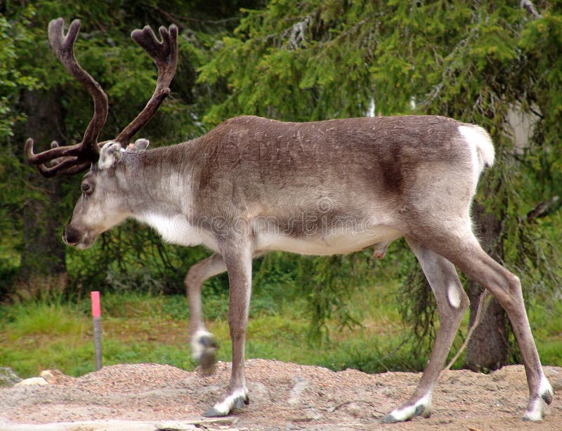 Rendier stock afbeelding. Image of wild, santa, wildernis - 12704025