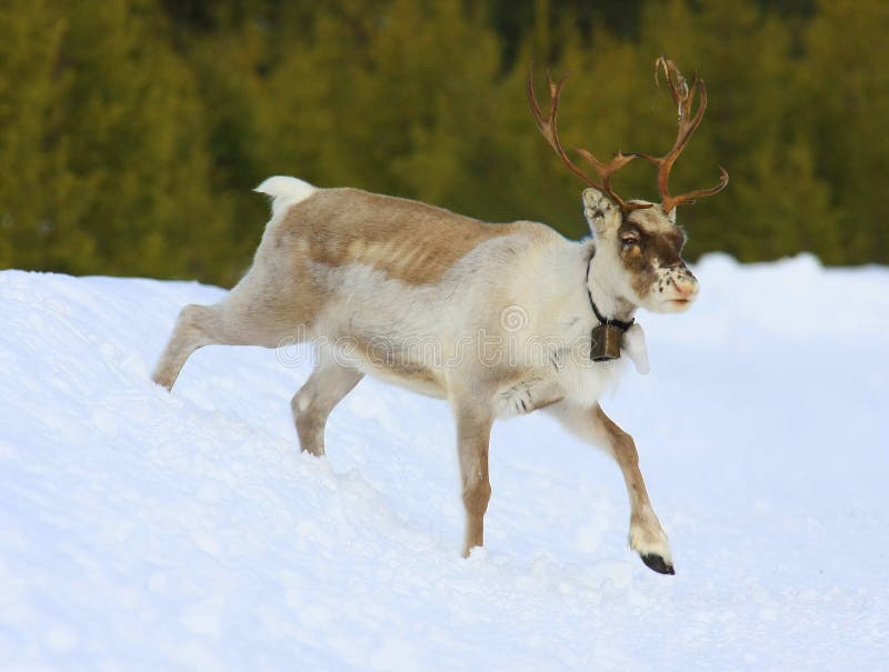 Rendier stock foto. Image of wildernis, jacht, zoogdier - 8772250