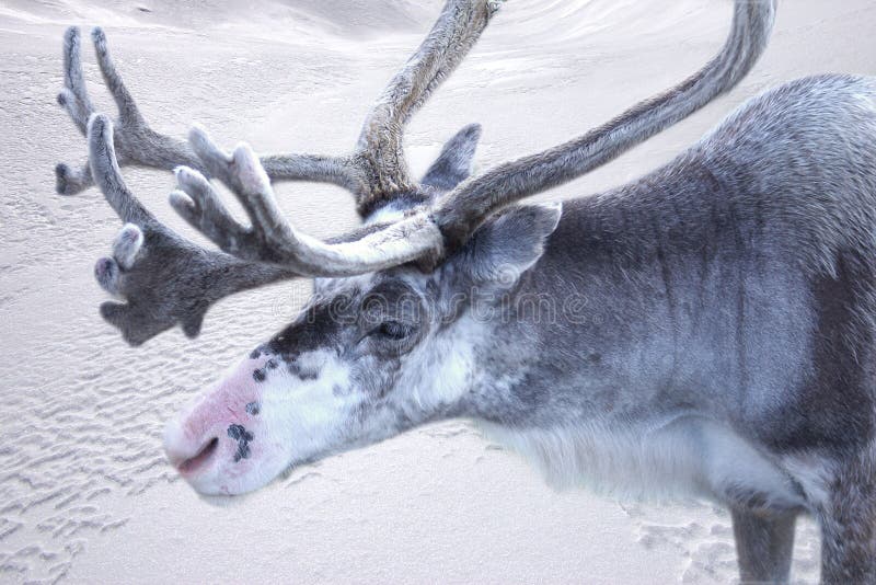 Leuk rendier stock afbeelding. Image of kersttijd, elanden - 24309249