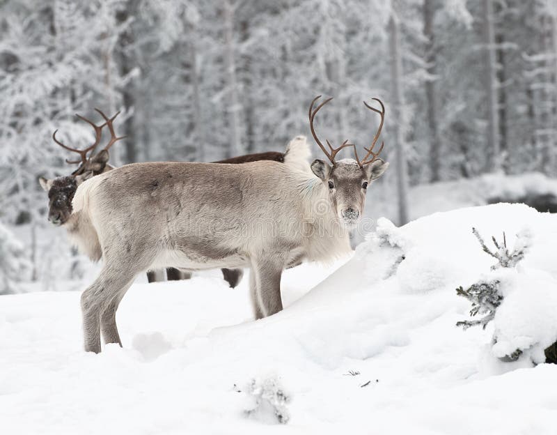 Rendier stock foto. Image of sneeuw, wildernis, spel, rendier - 4507720