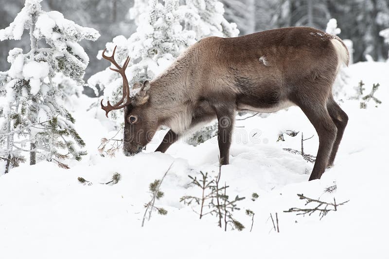 Rendier stock afbeelding. Afbeelding bestaande uit antler - 12579175