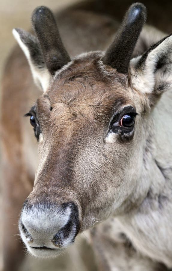 Rendier stock foto. Image of nave, rudolf, rendier, noordpool - 15360928