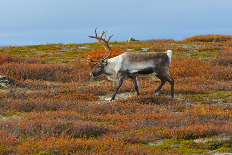 Rendier stock afbeelding. Image of zoogdier, hoofd, kijk - 21973689