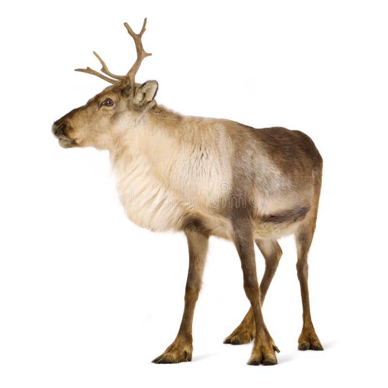 Rendier stock illustratie. Illustration of koude, neus - 13132731