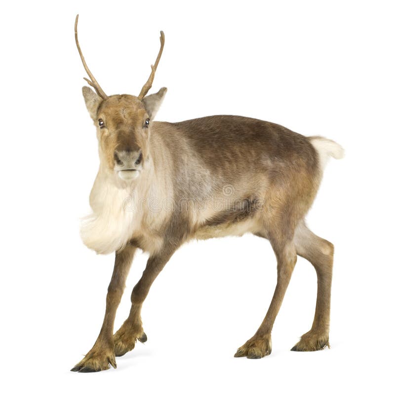 Rendier (2 jaar) stock afbeelding. Image of dieren, rudolf - 4468807