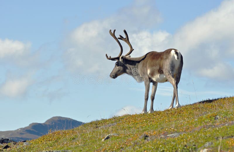 Rendier stock foto. Image of boom, sneeuw, nave, zoogdier - 8493938
