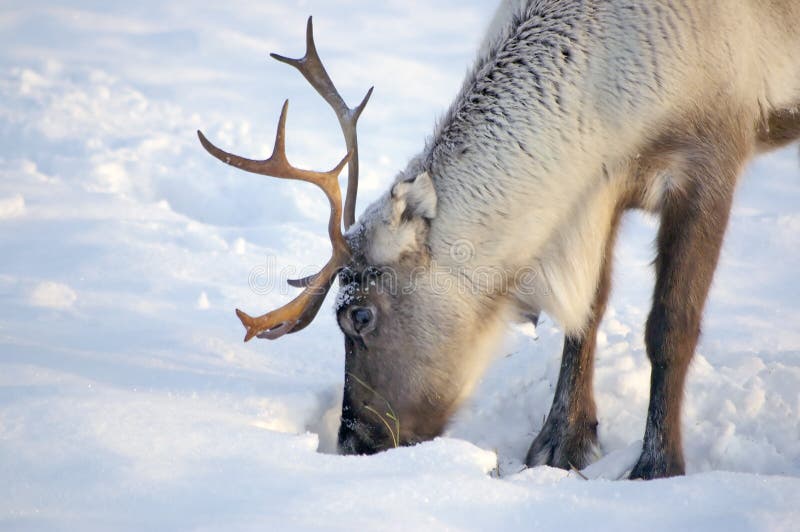 Rendier in Scandinavië stock foto. Image of wildernis - 30345646