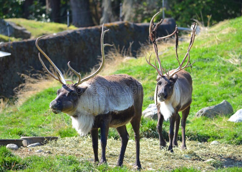 Rendier stock afbeelding. Image of wild, gebied, zoogdieren - 26652605
