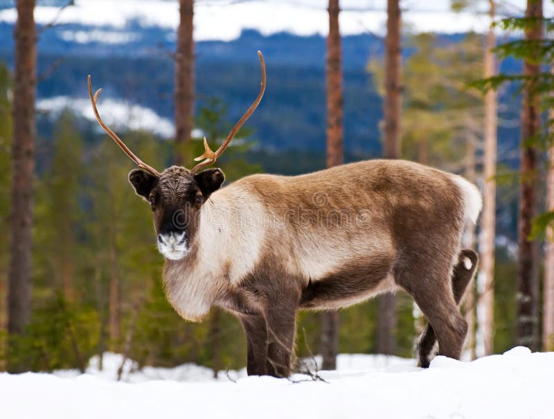 Rendier stock foto. Image of boom, sneeuw, nave, zoogdier - 8493938