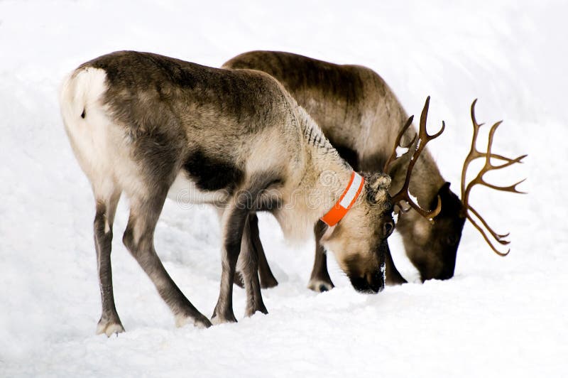 Rendier in Uitrusting Die Op De Slee Wordt Voorbereid Stock Afbeelding ...