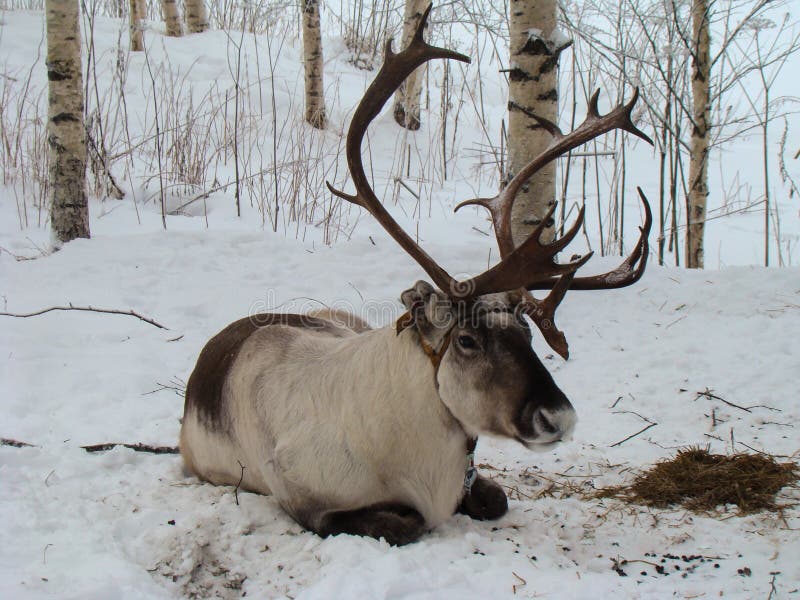 Rendier Die Bij Nacht Voor Longyearbyen, Noordpool Svalbard Rusten ...