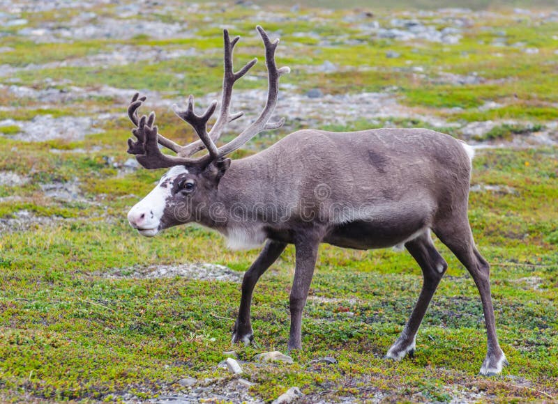 Wit Rendier stock afbeelding. Image of cirkel, bedekking - 22081127