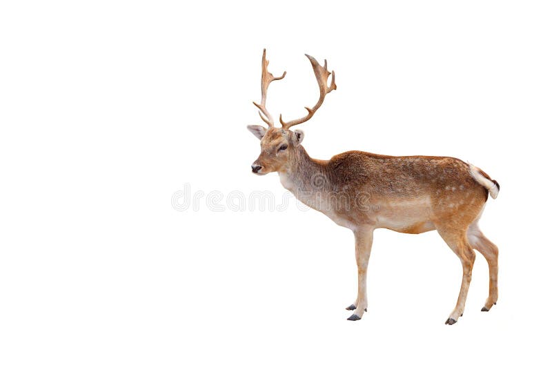 Rendier stock foto. Image of alleen, rood, tegenstander - 62075506