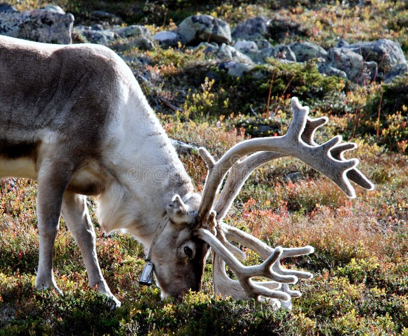 Rendier stock afbeelding. Image of zweden, lapland, slee - 2608091