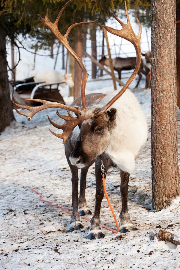 Rendier stock afbeelding. Image of landen, dier, herten - 89094205