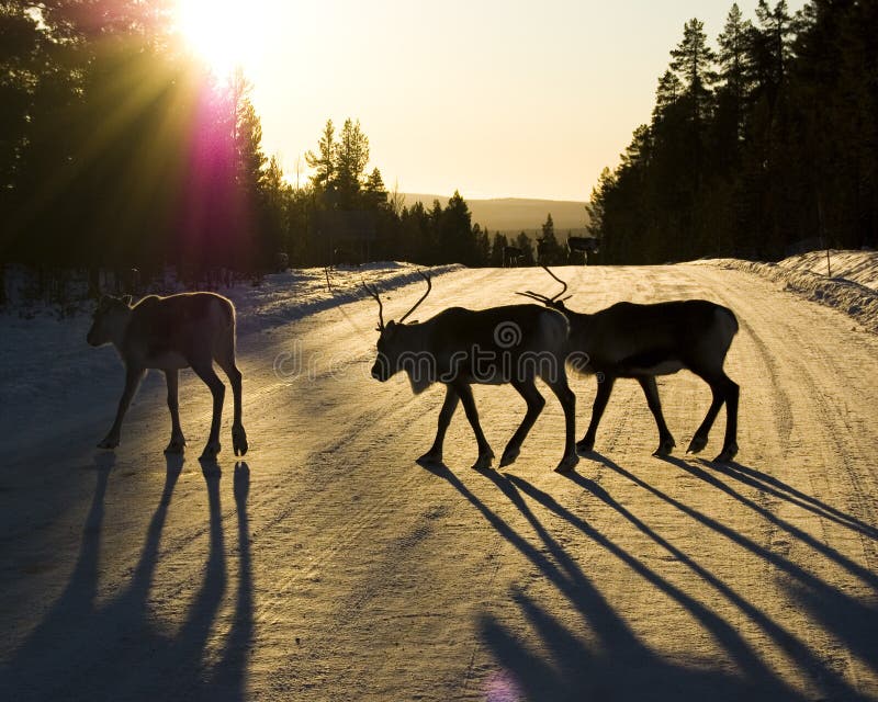 Rendieren stock afbeelding. Image of silhouetten, lapland - 7302617