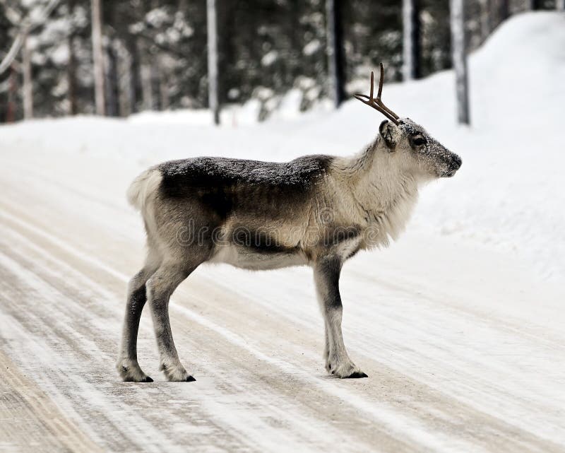 Rendier/tarandus Rangifer in De Winter Stock Foto - Image of noord ...