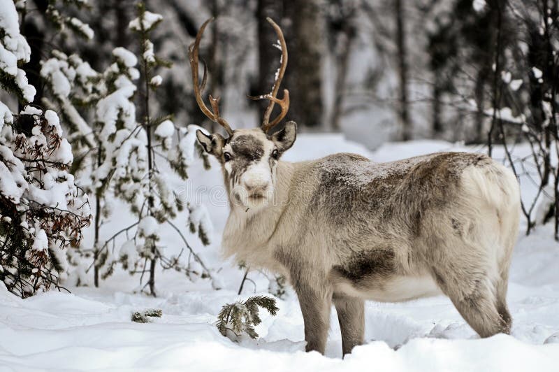 Rendier stock foto. Image of rendier, hoorn, trofee, bont - 7620538