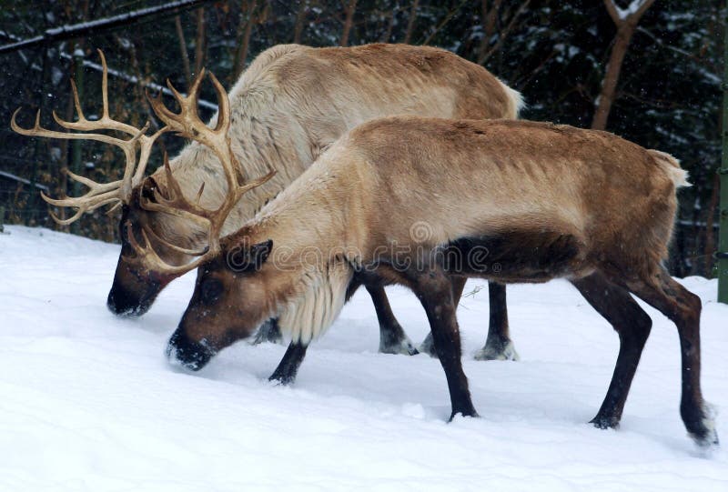 Rendier stock foto. Image of hoorn, herten, winter, pool - 810344