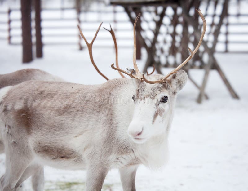 Rendier stock afbeelding. Image of landen, dier, herten - 89094205