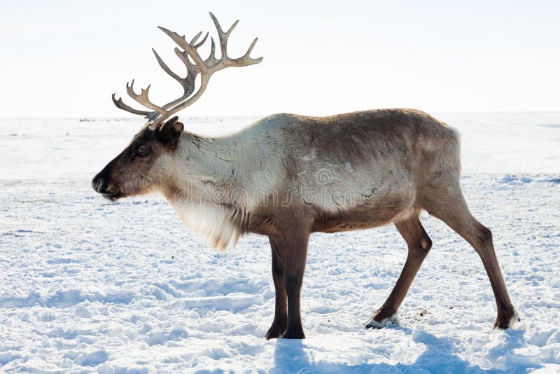 Rendier in De Wintertoendra Stock Foto - Image of zoölogie, noordelijk ...